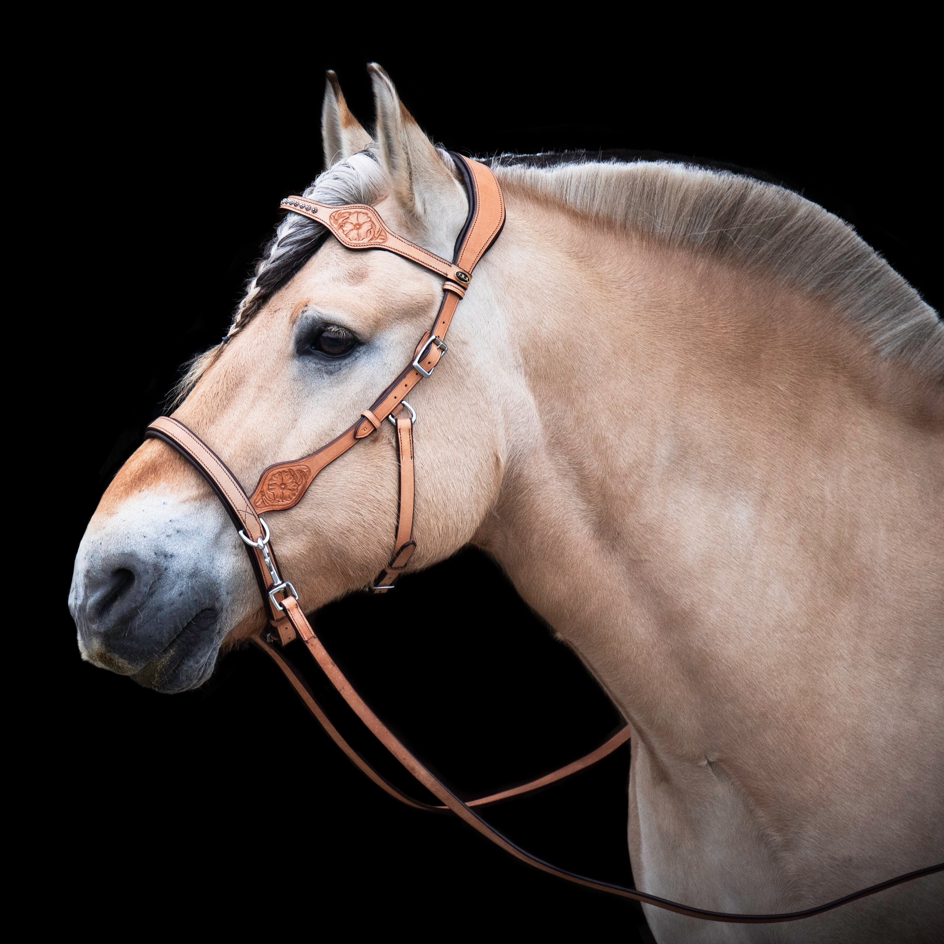 Dandy western sidepull + colors