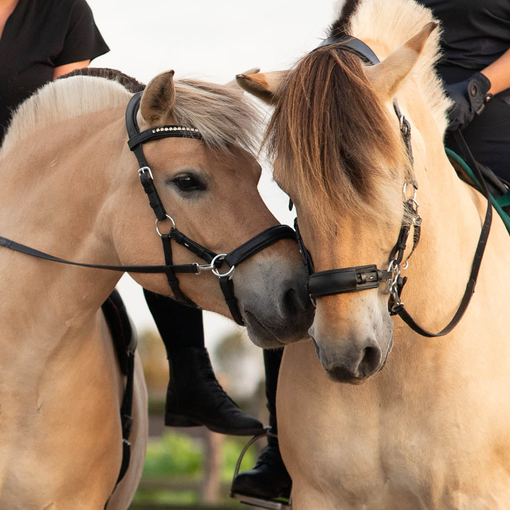 The different types of bitless bridles
