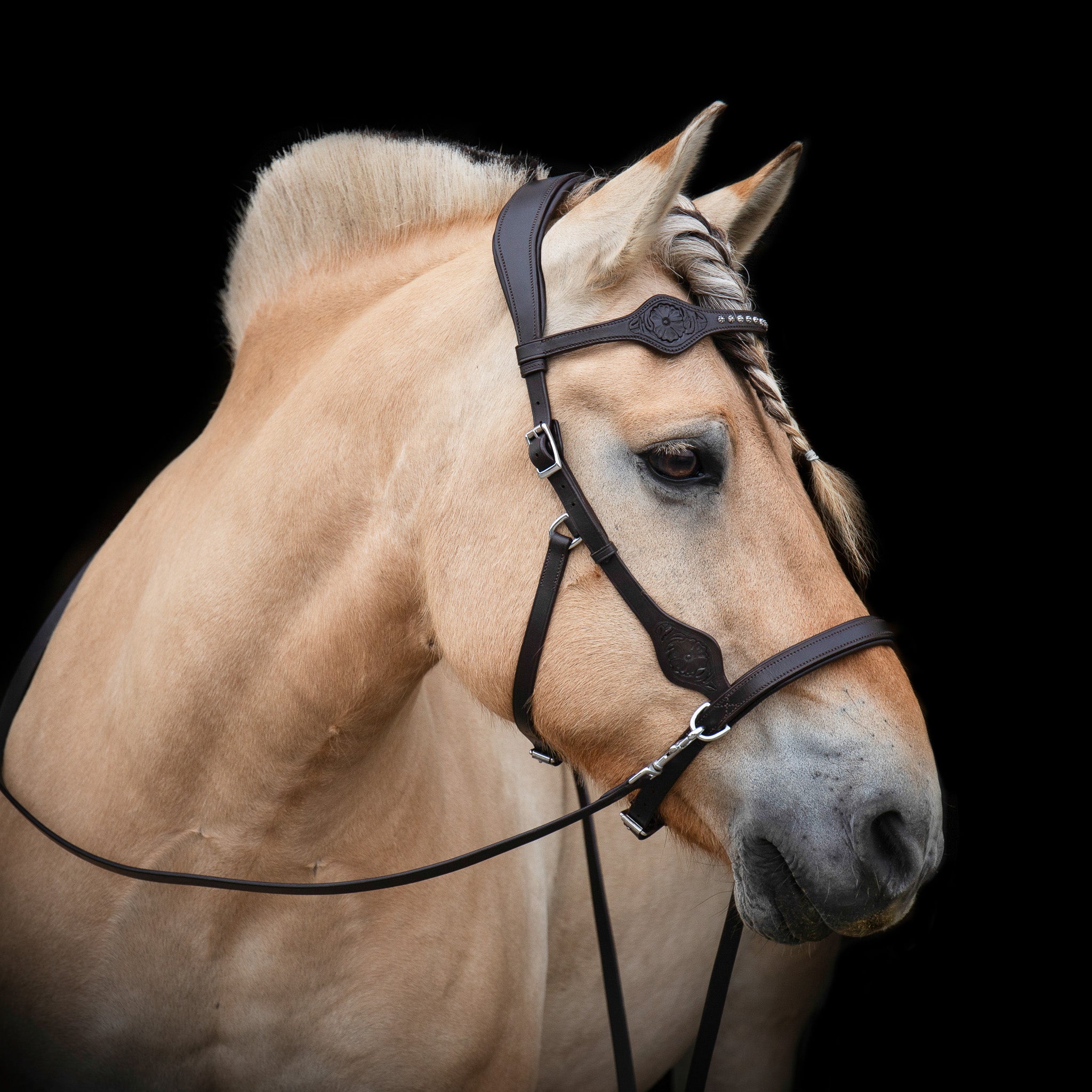 Dandy western sidepull dark brown