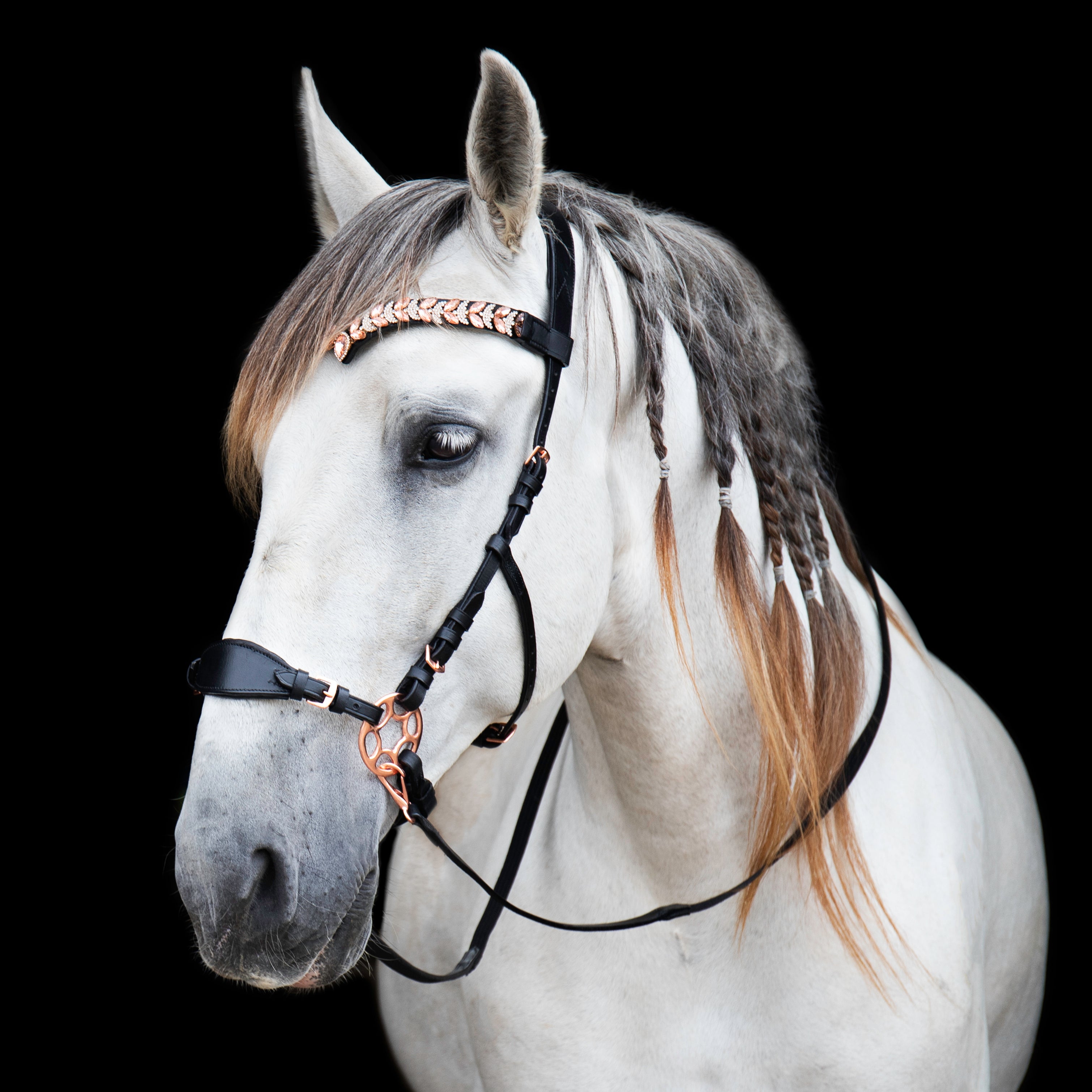 Daphne hackamore black + brown