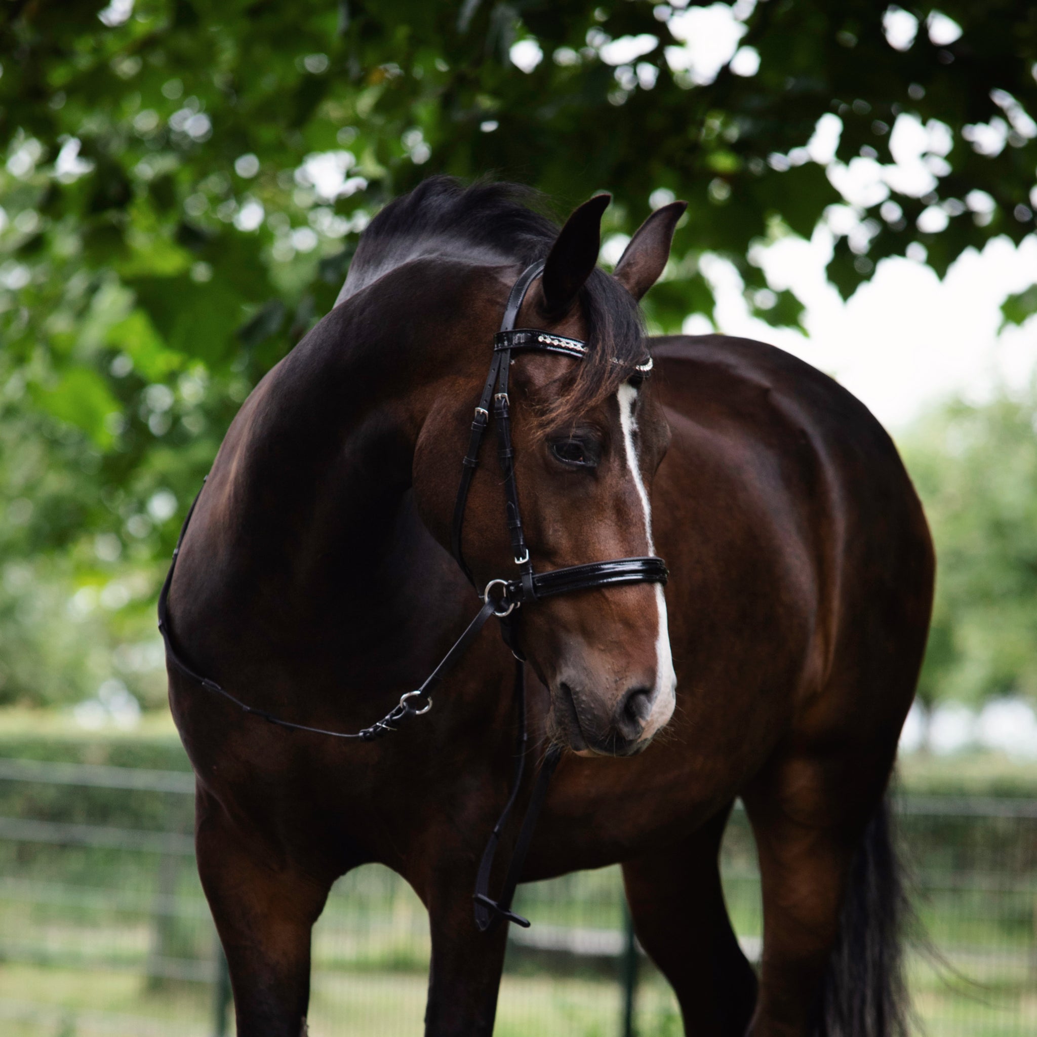 Blossom cheek cross - Comfortable Bitless Dressage Bridle