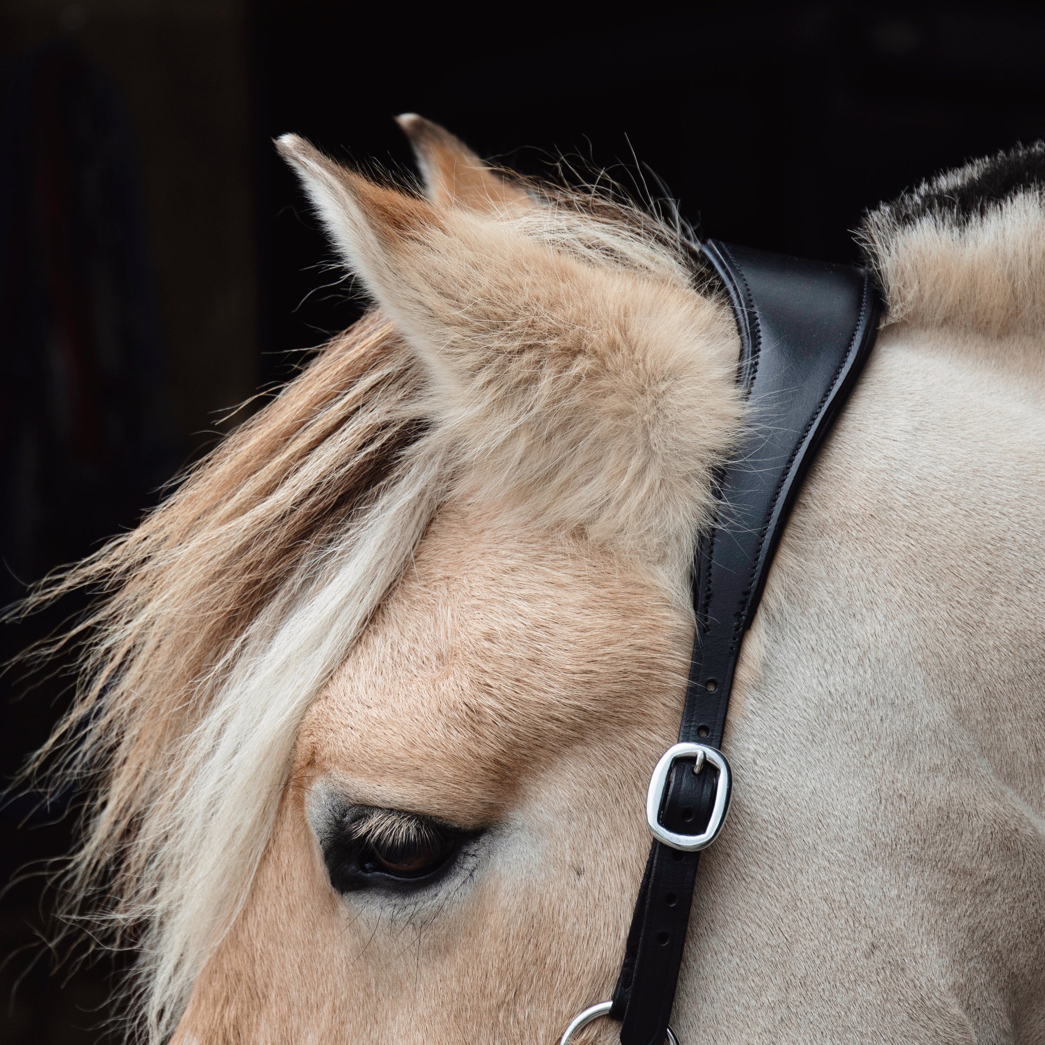 Tico hackamore black – MD equestrians