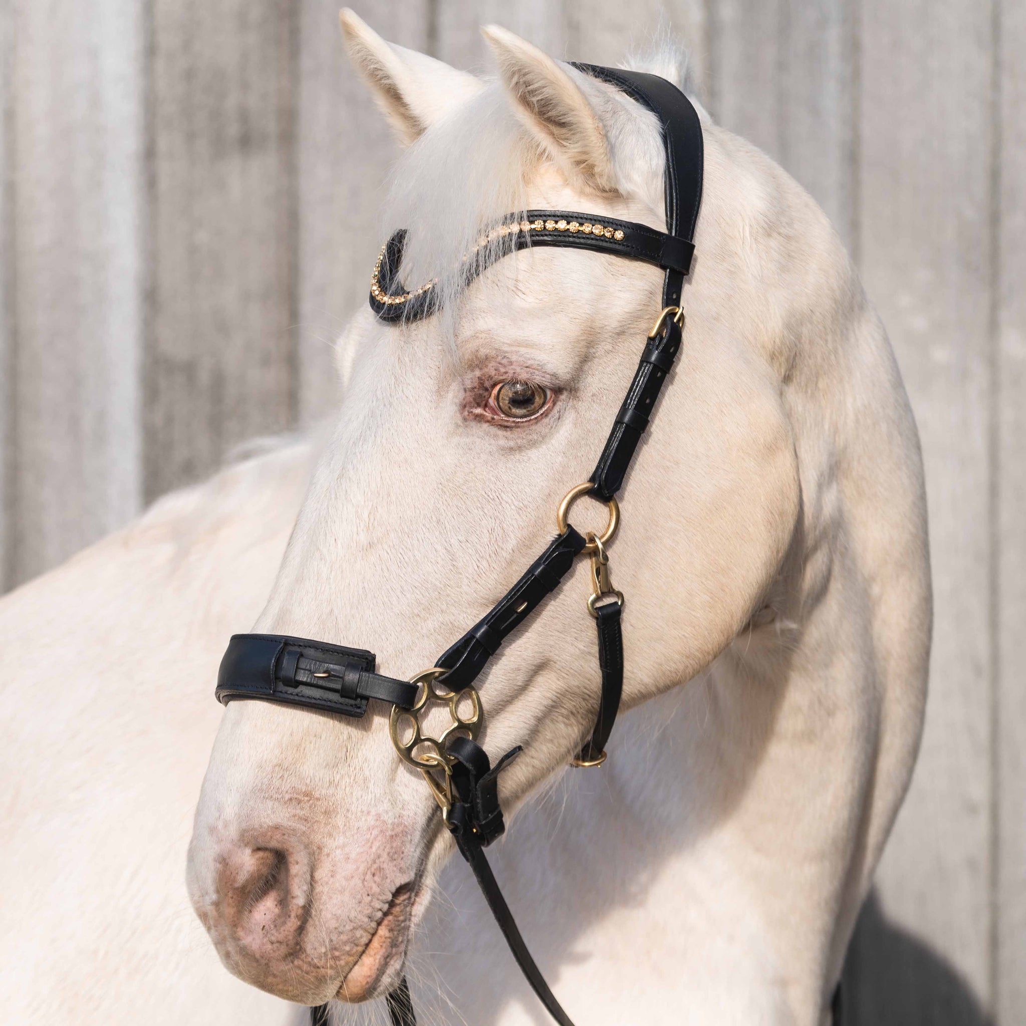 Padar hackamore black gold