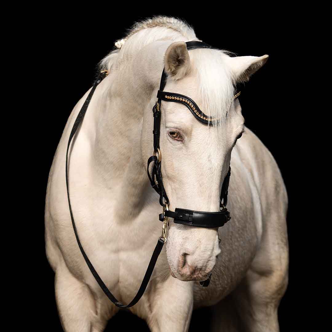 Padar hackamore black gold